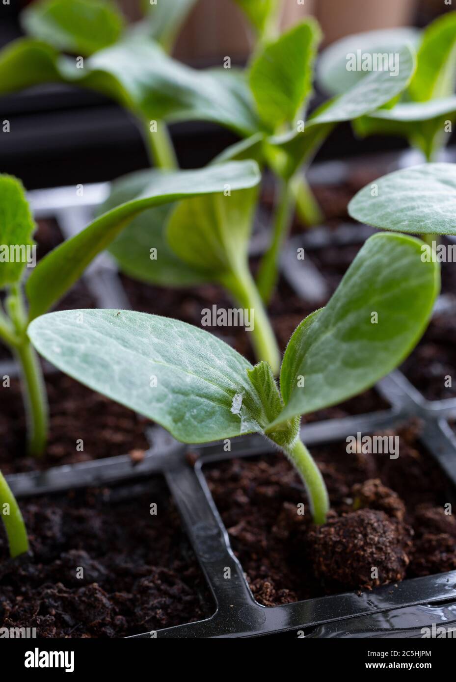 Young Pumpkin 'Sankt Martin' plants in cells Stock Photo - Alamy