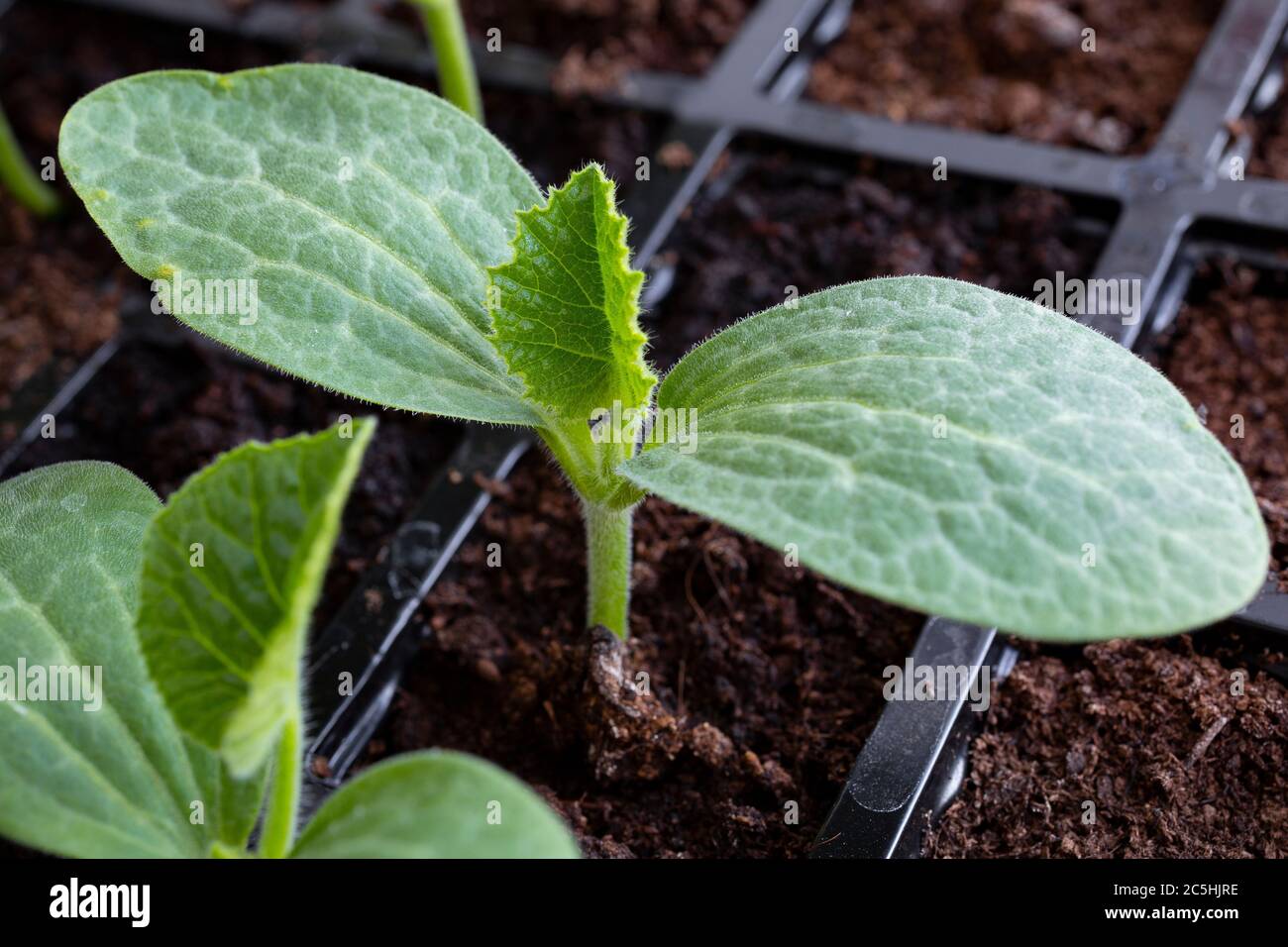 Young Pumpkin 'Sankt Martin' plants in cells Stock Photo - Alamy