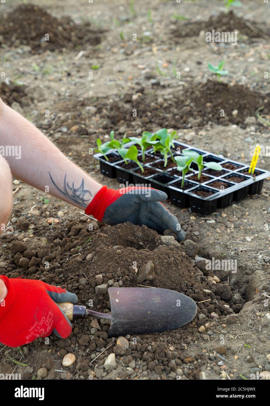Preparing a mound of soil for planting Pumpkin 'Sankt Martin' Stock ...