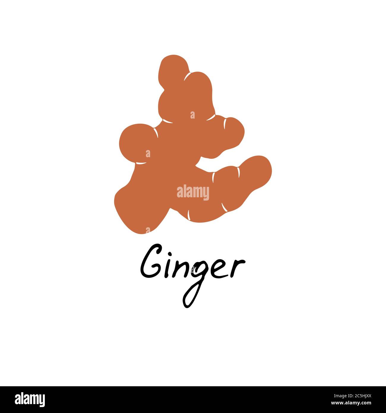 Ginger logo. Vector illustration with hand drawn ginger Stock Vector ...