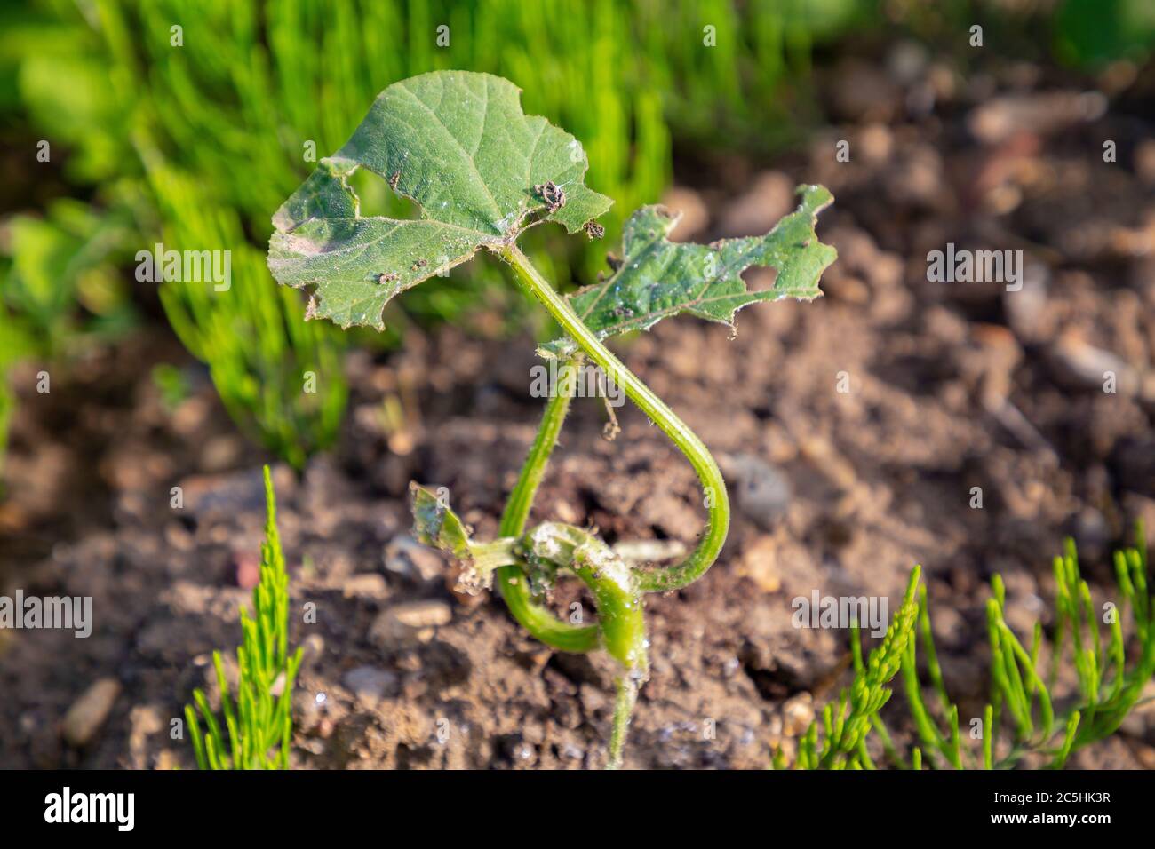 Slug and snail damage hi-res stock photography and images - Alamy