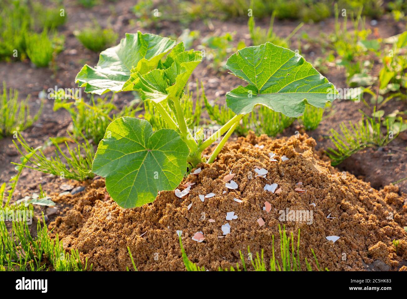 Pumpkin 'Sankt Martin' protected by sharp sand and egg shell fragments ...