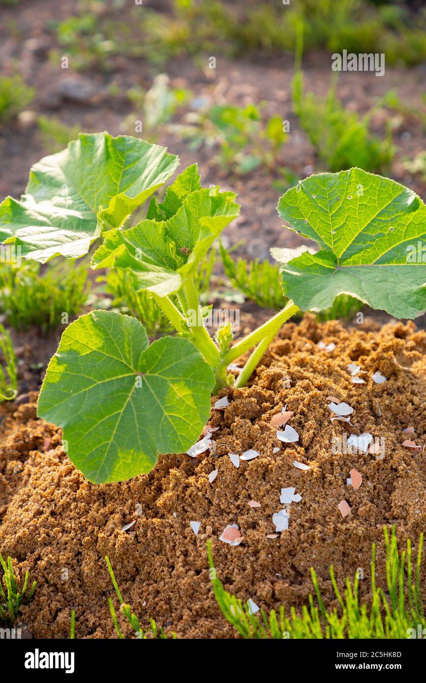 Pumpkin 'Sankt Martin' protected by sharp sand and egg shell fragments ...