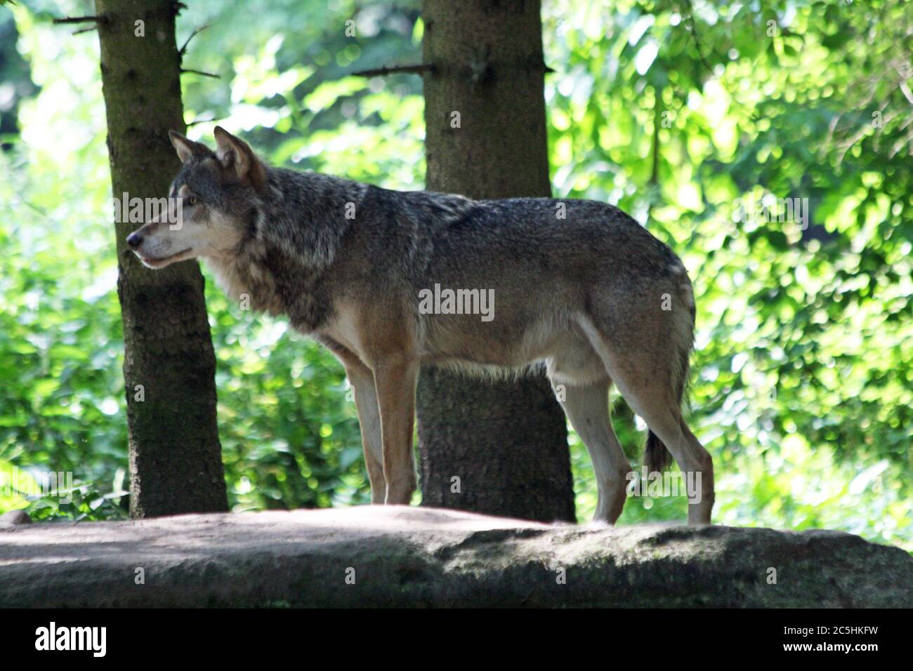 Europaischer wolf hi-res stock photography and images - Alamy