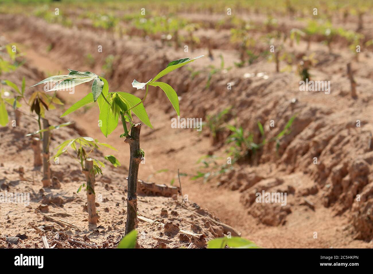 A cassava plantation made into grooves for planting in a beautiful row ...