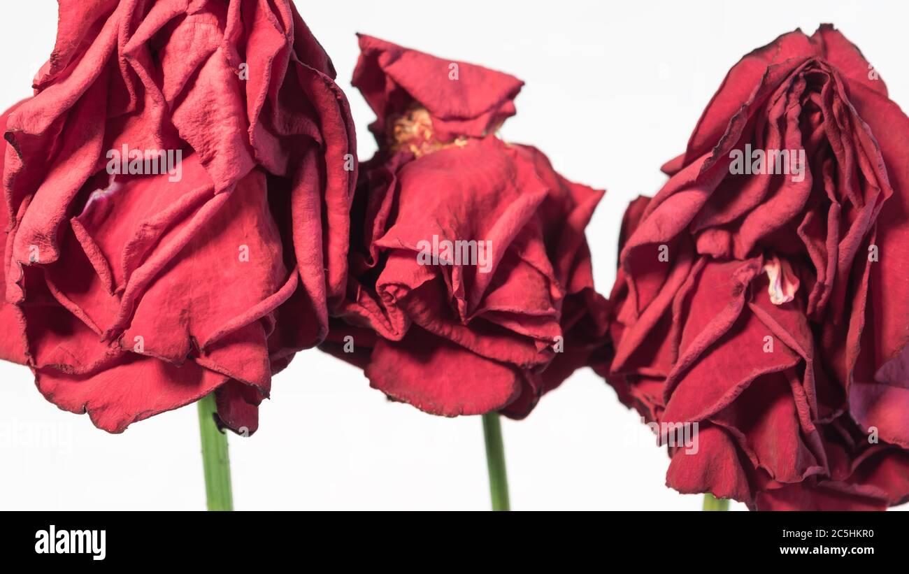 Three wilted roses on a white brick background. Dead dried old flowers ...
