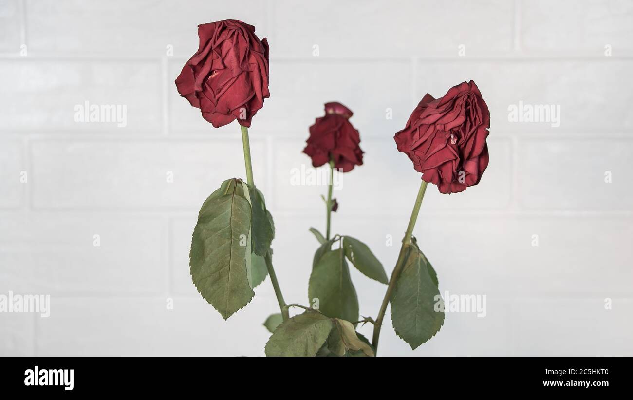 Three wilted roses on a white brick background. Dead dried old flowers ...
