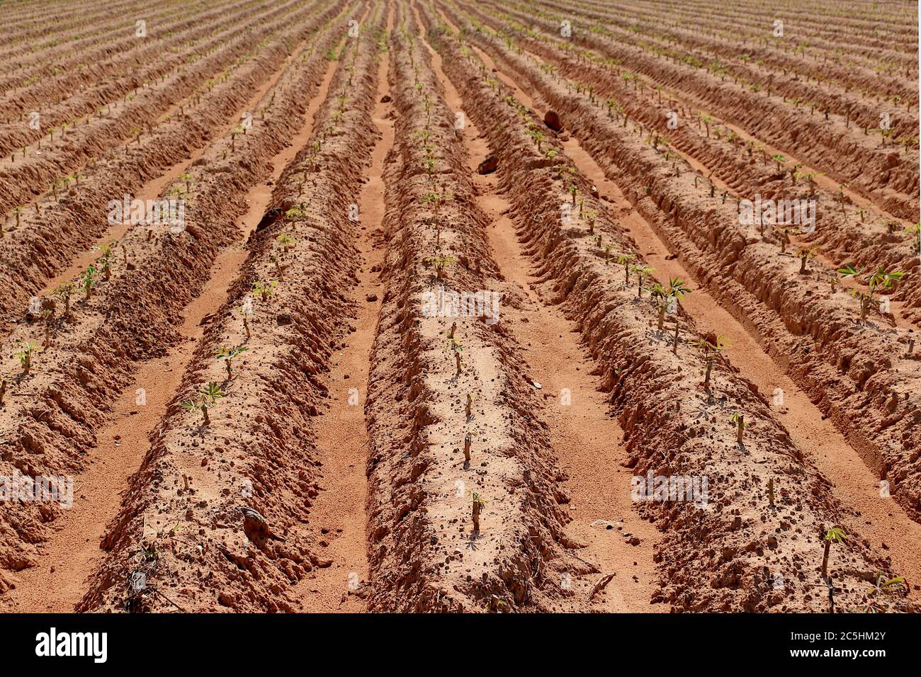 A cassava plantation made into grooves for planting in a beautiful row ...