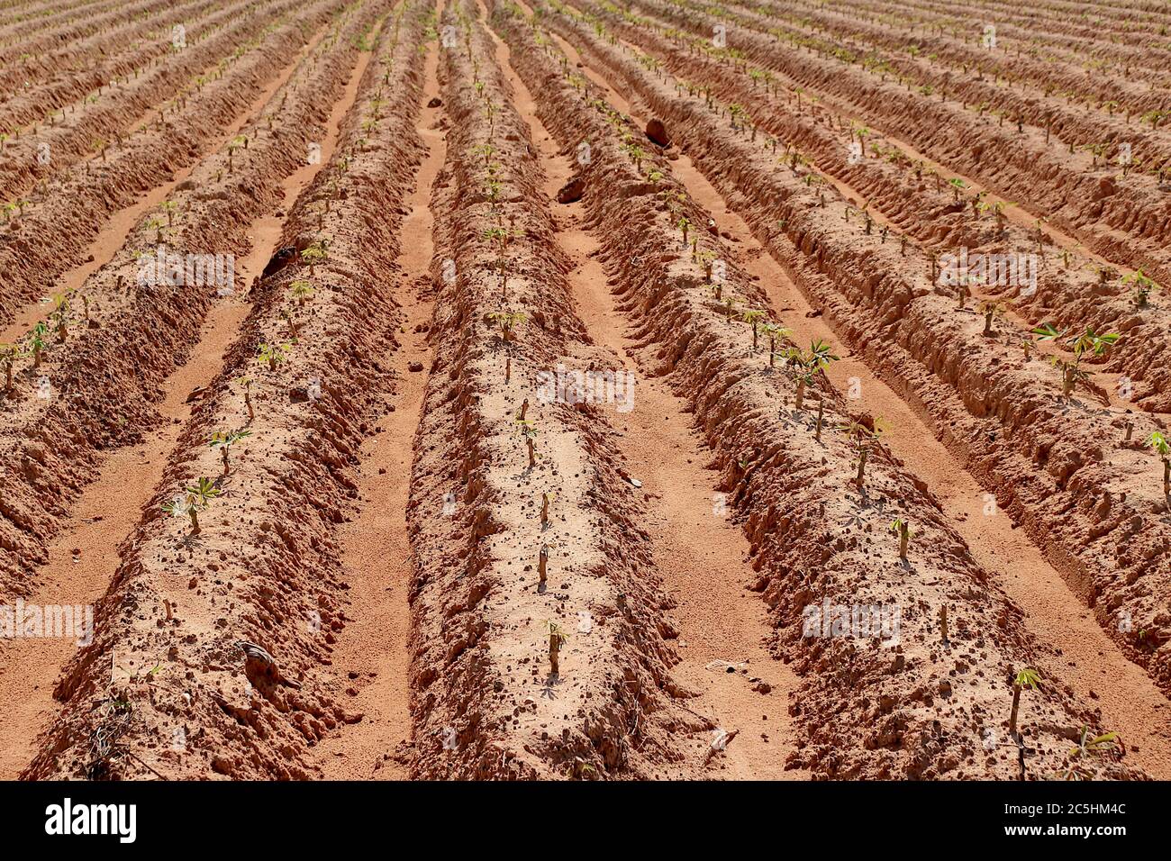 A cassava plantation made into grooves for planting in a beautiful row ...