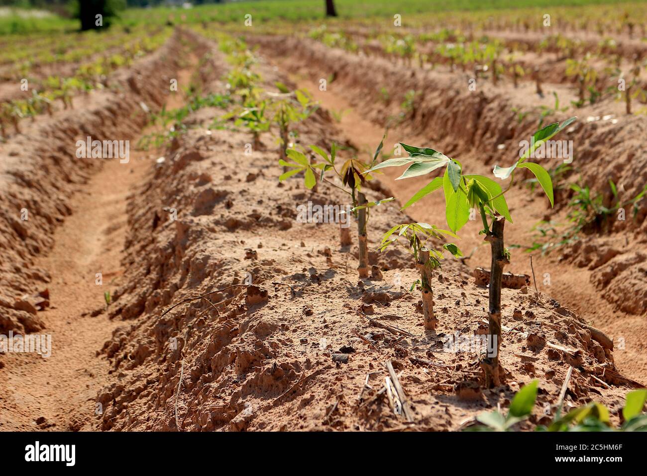 A cassava plantation made into grooves for planting in a beautiful row ...