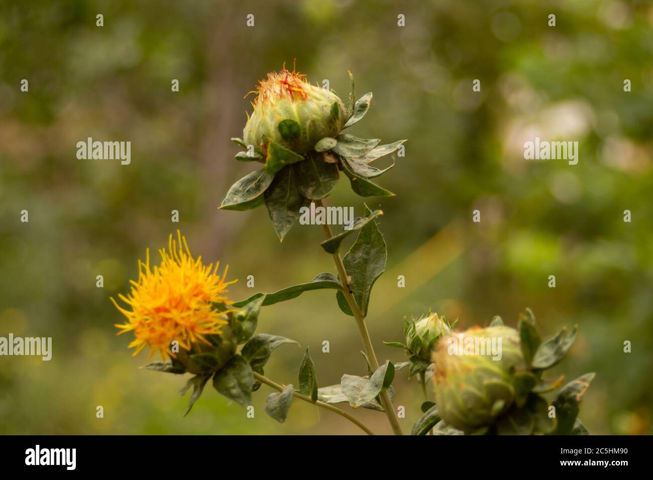 Saffron colored threads hi-res stock photography and images - Alamy