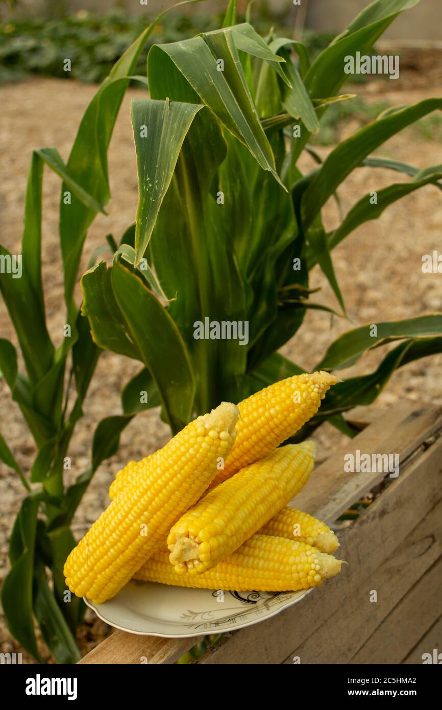 A bed in the cornfield hi-res stock photography and images - Alamy