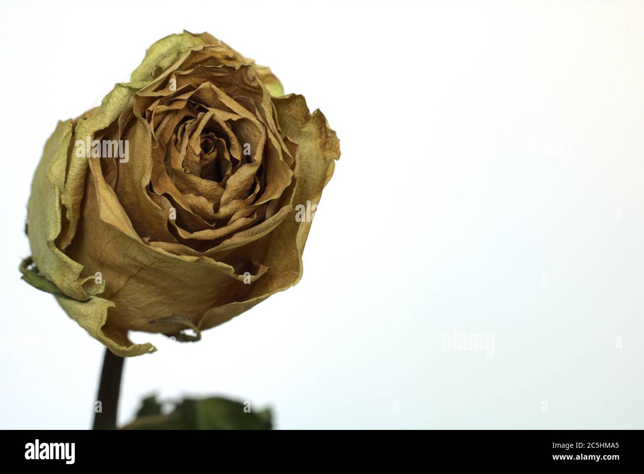 Dead head rose hi-res stock photography and images - Alamy