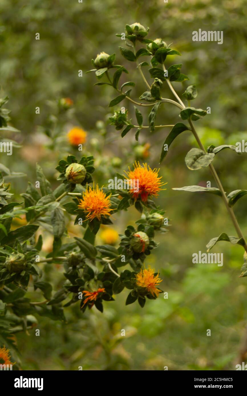 Saffron colored threads hi-res stock photography and images - Alamy