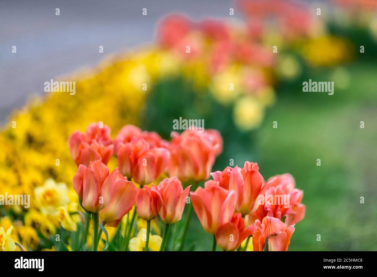 Beautiful tulips show with shallow depth of field at Riga park during sunset time Stock Photo ...
