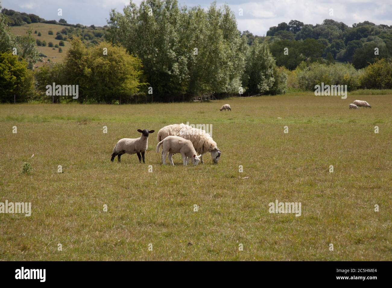 English Sheep Farming High Resolution Stock Photography and Images - Alamy