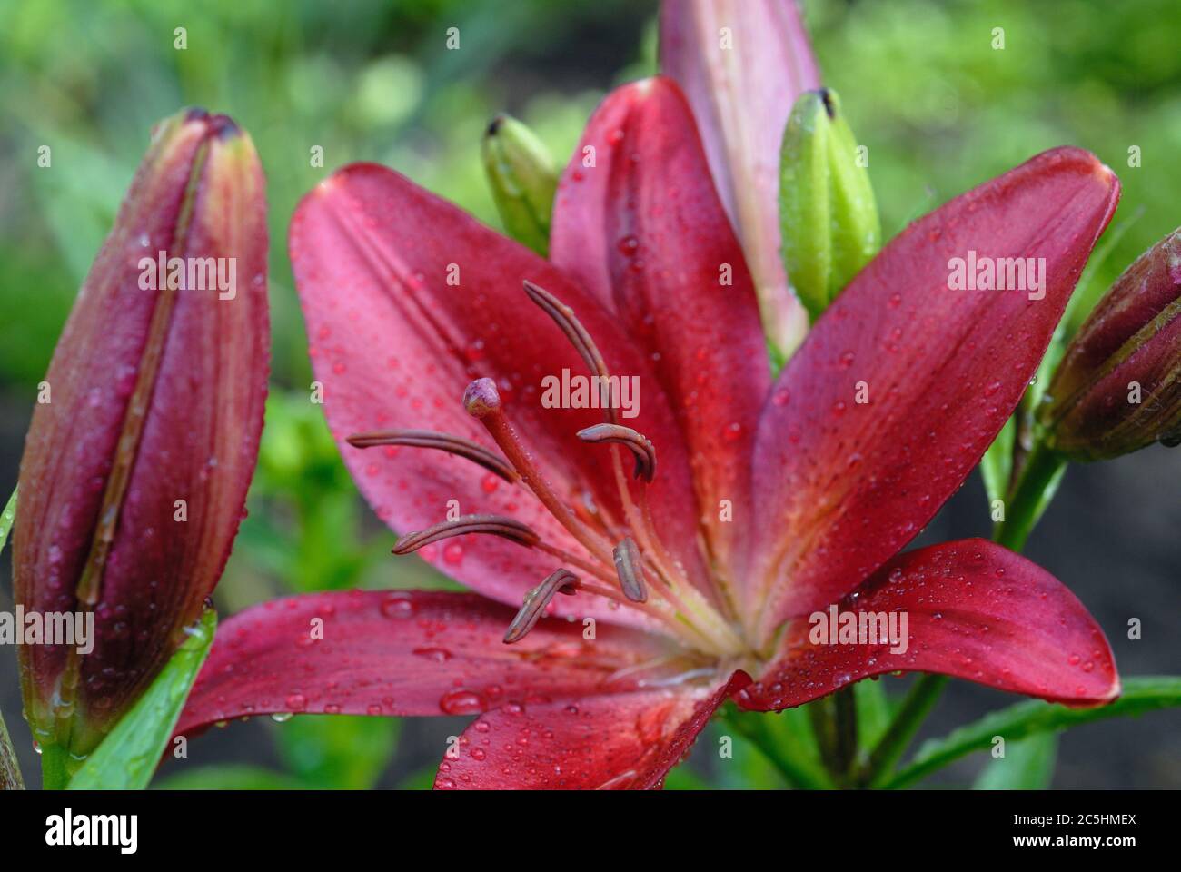 Maroon lilies hi-res stock photography and images - Alamy