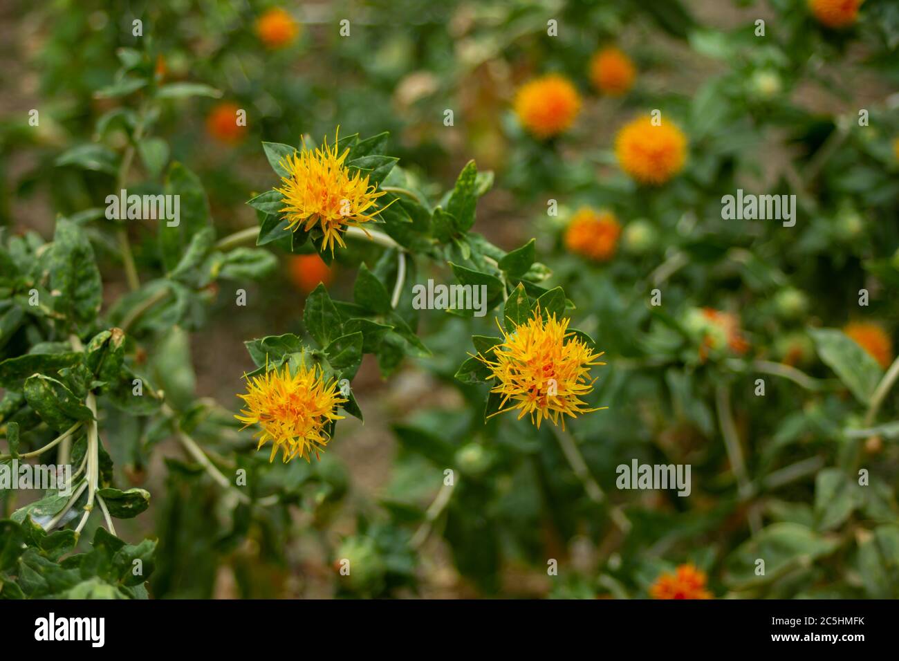 Saffron colored threads hi-res stock photography and images - Alamy
