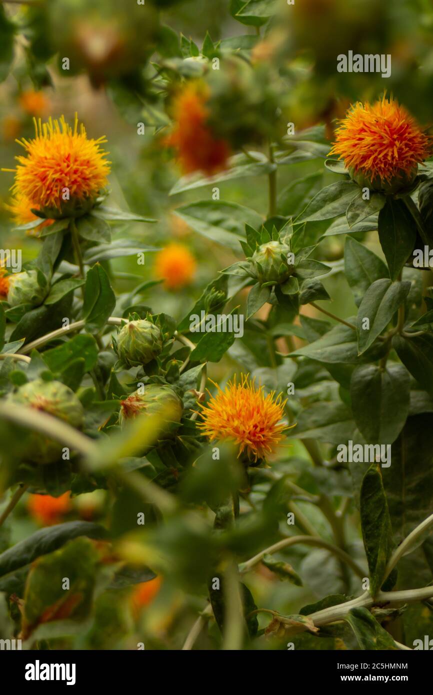 Saffron colored threads hi-res stock photography and images - Alamy