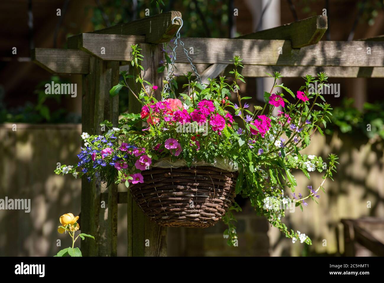 Scaevola hanging basket hi-res stock photography and images - Alamy