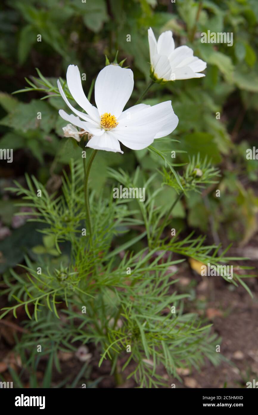 Mexican Aster Cosmos Bipinnatus High Resolution Stock Photography and ...