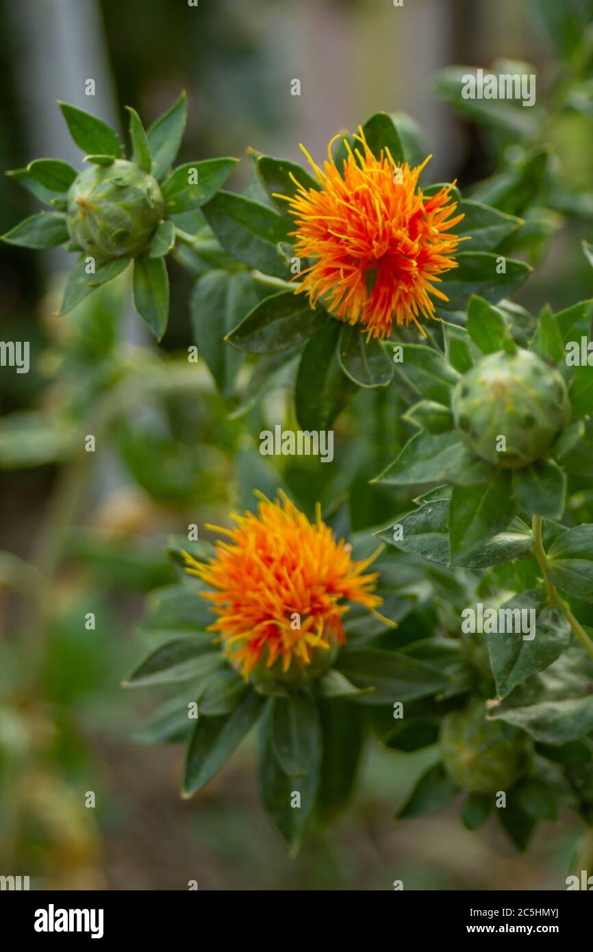 Young saffron just blossomed its flowers Stock Photo - Alamy
