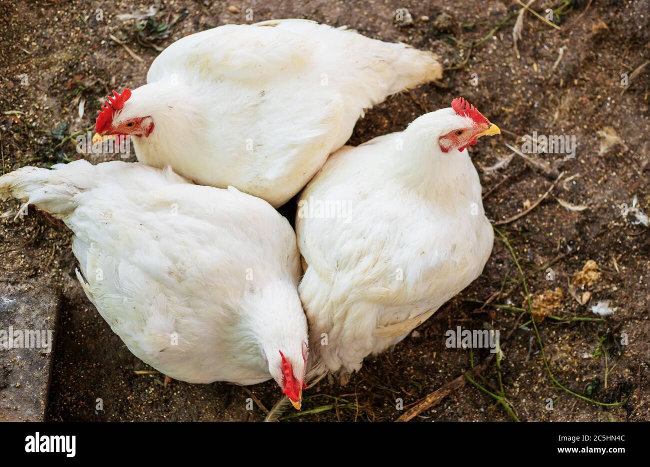 Chickens broilers on the farm. Selective focus.animals Stock Photo - Alamy