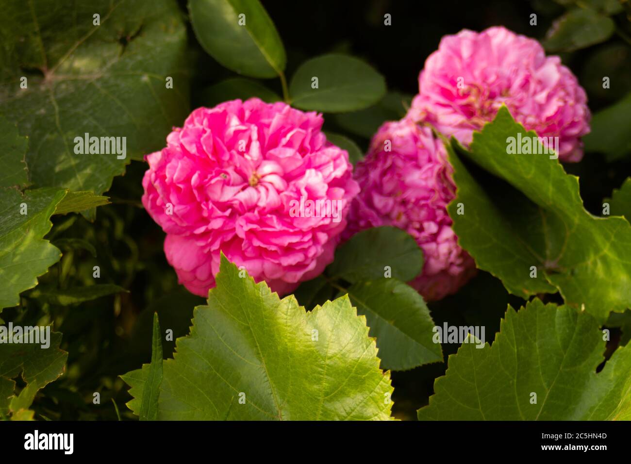 Pink fluffy rose hid behind green leaves Stock Photo - Alamy