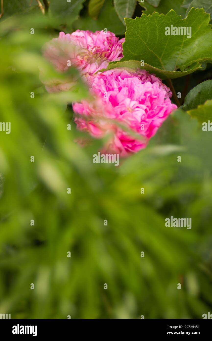 Fluffy rose hi-res stock photography and images - Alamy