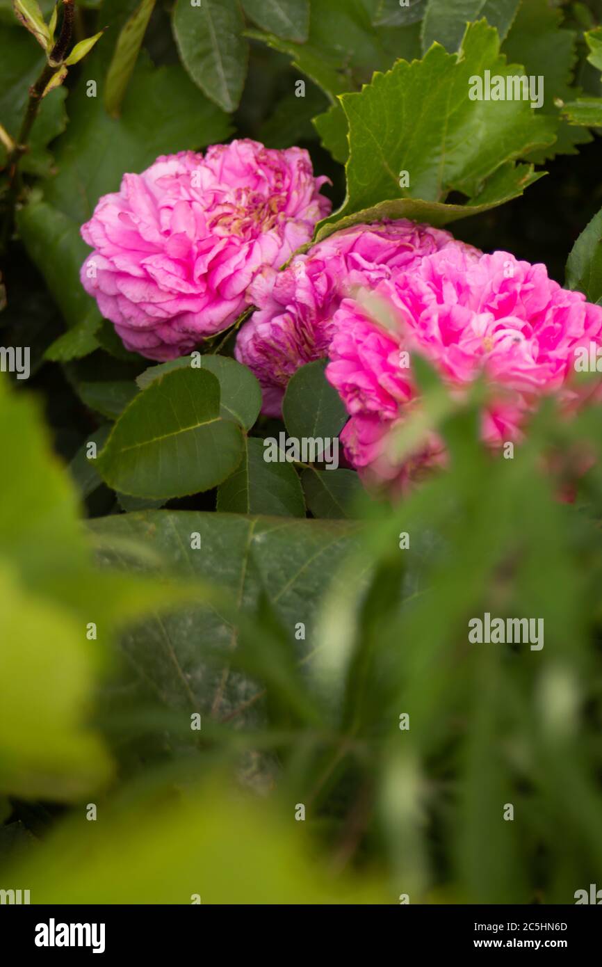 Fluffy rose hi-res stock photography and images - Alamy