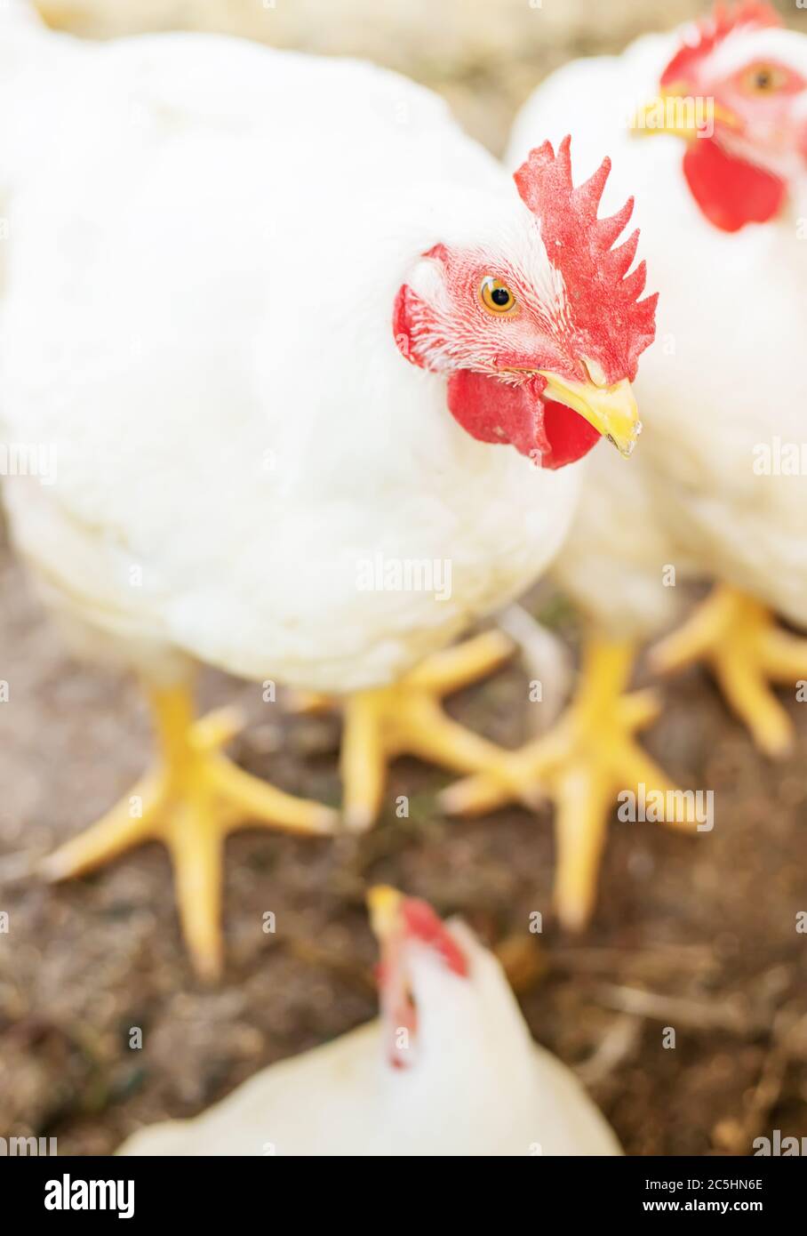 Chickens broilers on the farm. Selective focus.animals Stock Photo - Alamy