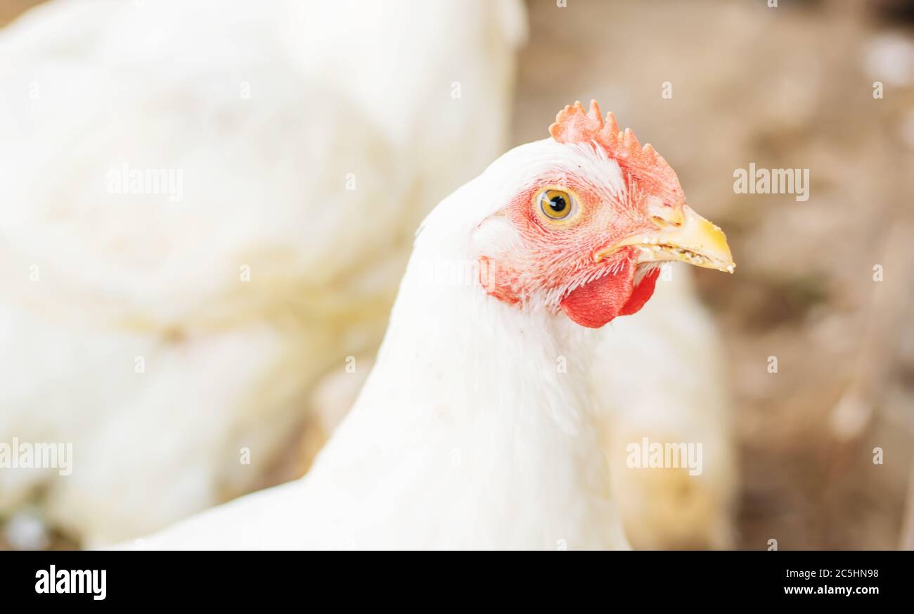 Chickens broilers on the farm. Selective focus.animals Stock Photo - Alamy