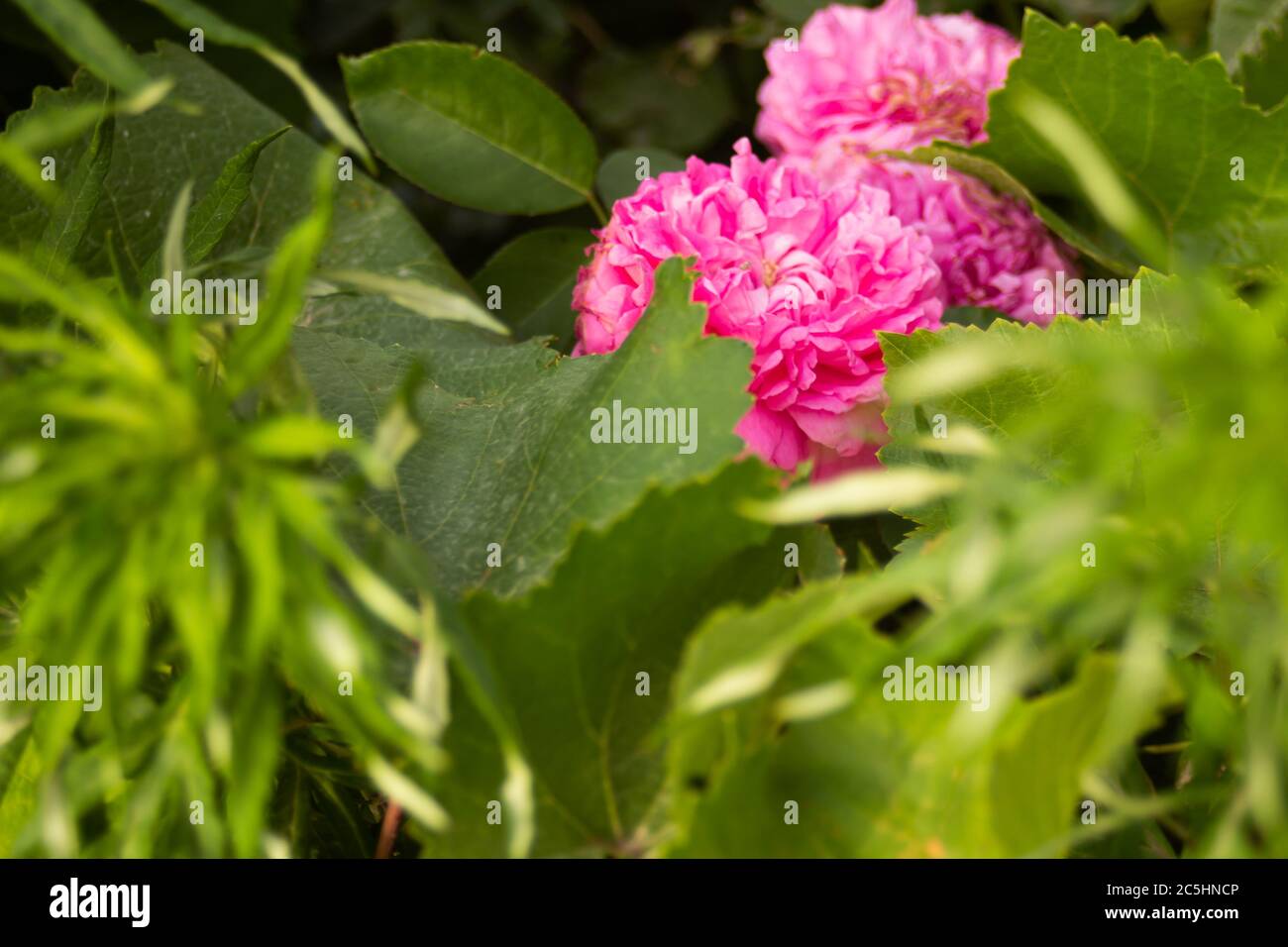 Pink fluffy rose hid behind green leaves Stock Photo - Alamy