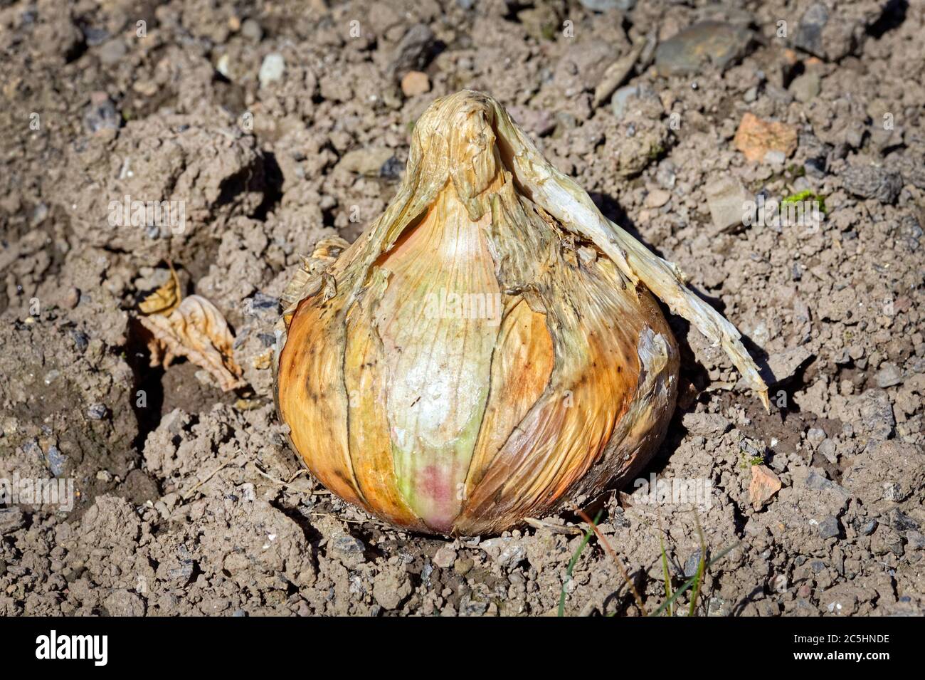 Onion (Allium Cepa) 'Roscoff' a common bulb onion used in cooking Stock ...
