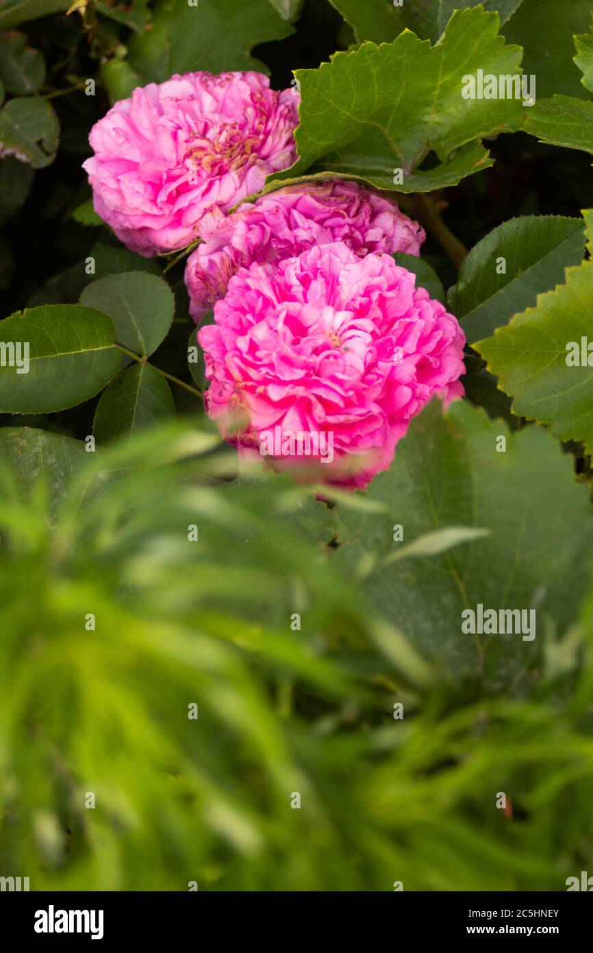 Fluffy rose hi-res stock photography and images - Alamy