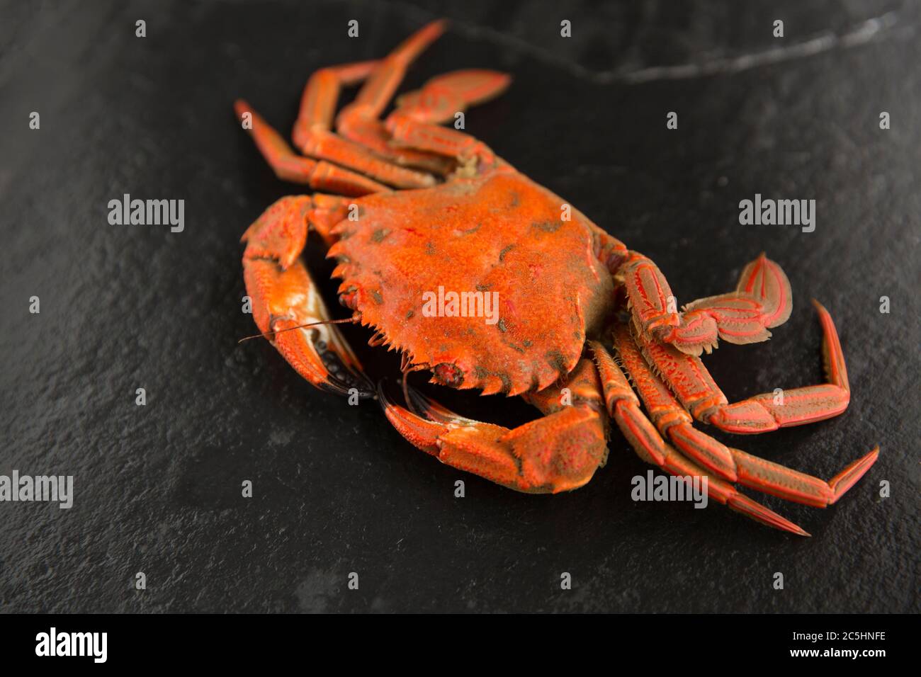 A single, boiled, cooked velvet swimming crab, Necora puber on a dark ...