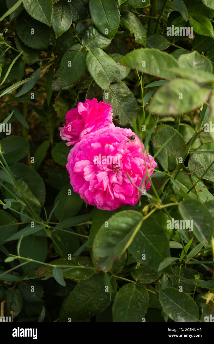 Fluffy rose hi-res stock photography and images - Alamy