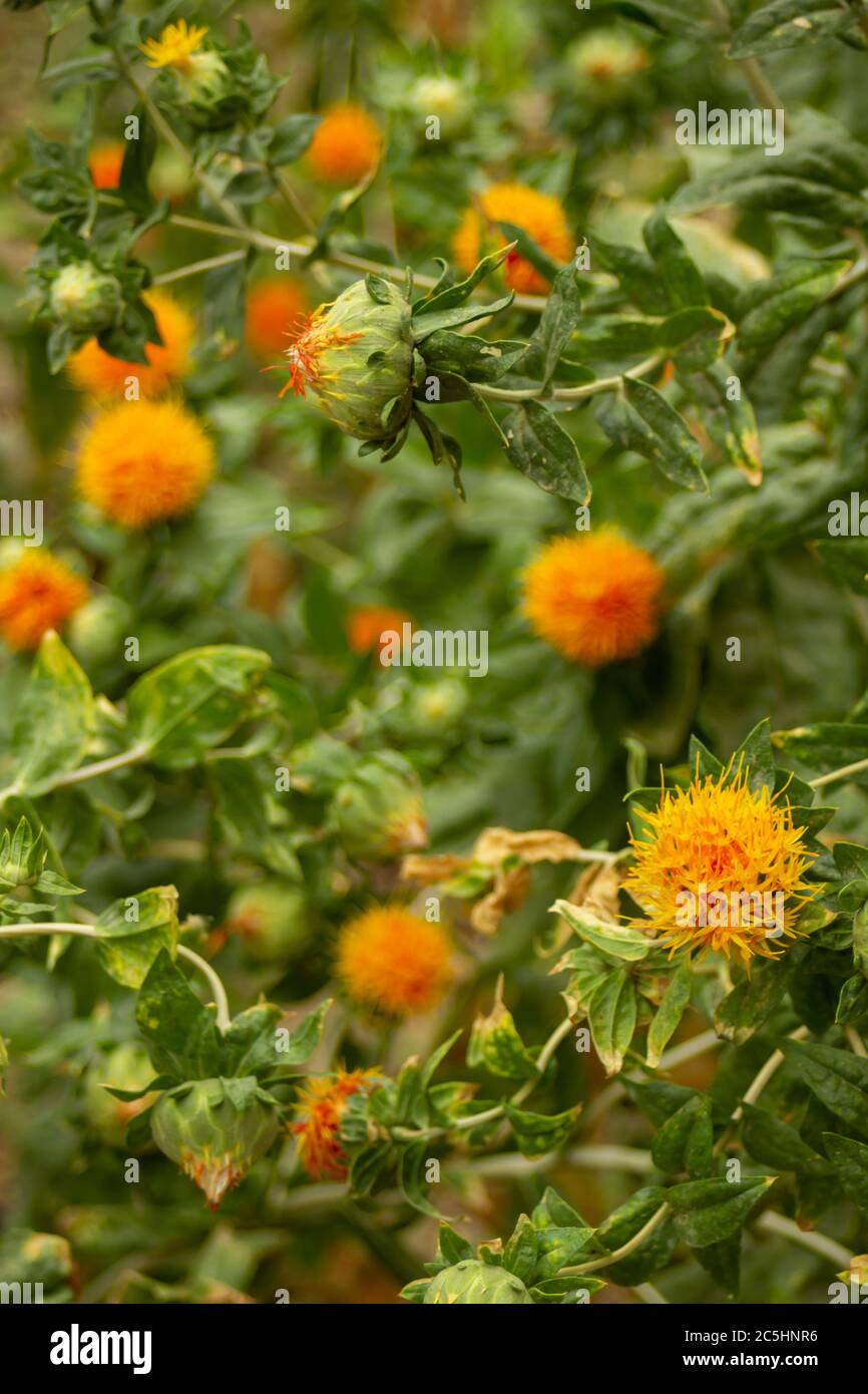 Saffron store hi-res stock photography and images - Alamy