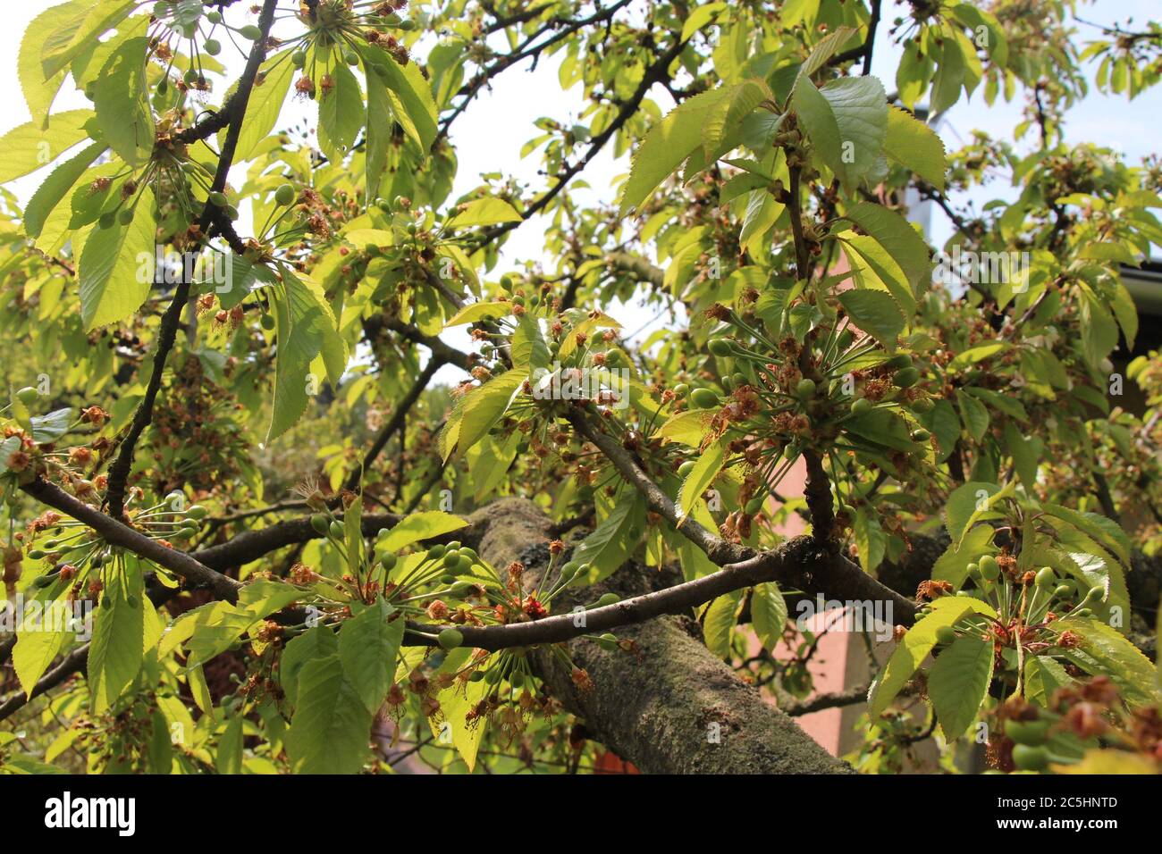 A cherry tree in a garden in Prague has been flowering and is gradually ...