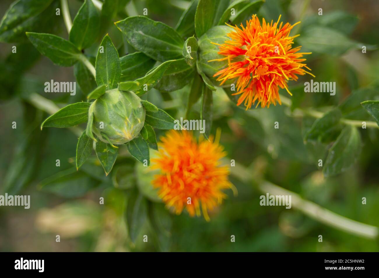 Saffron colored threads hi-res stock photography and images - Alamy