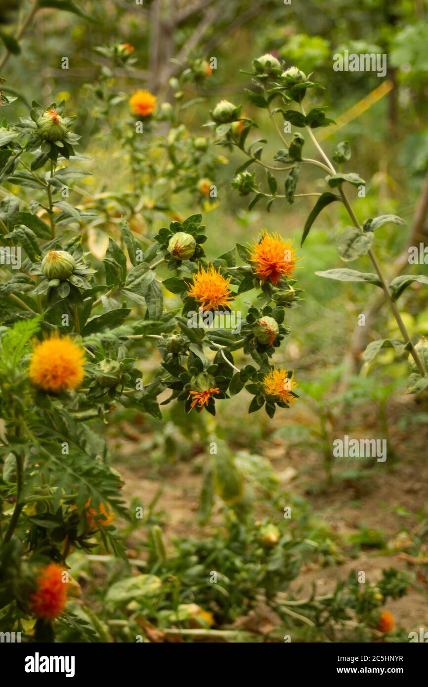 Saffron colored threads hi-res stock photography and images - Alamy