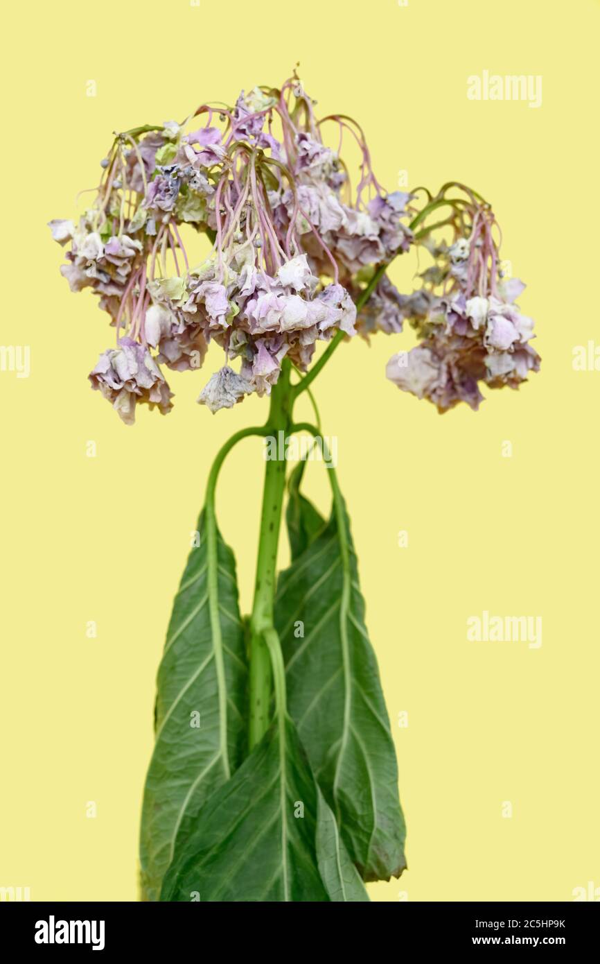 Dead shriveled flowers hi-res stock photography and images - Alamy