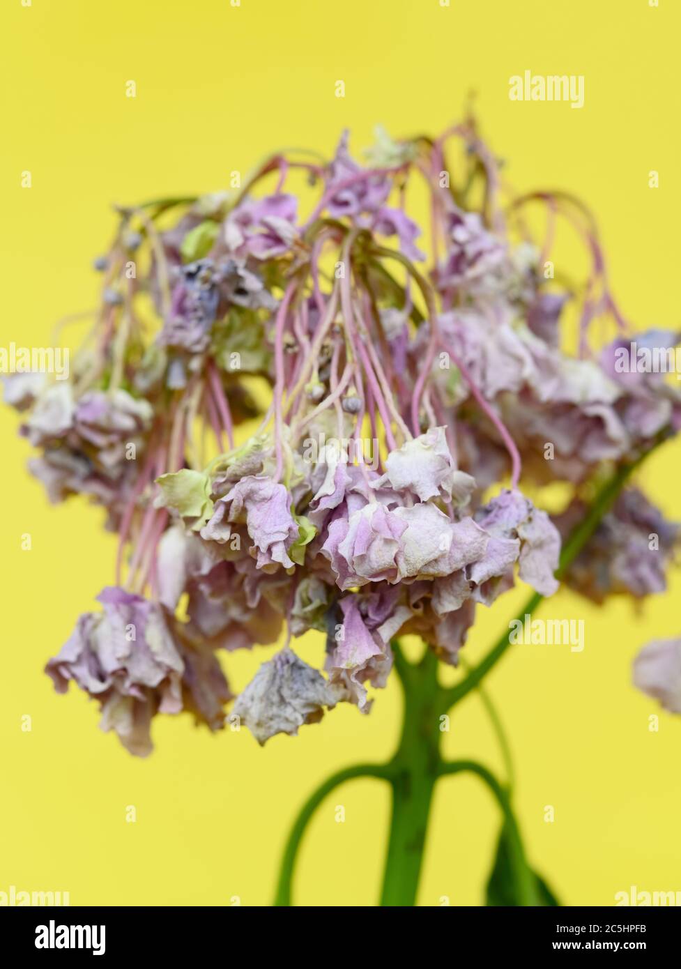 Shriveled flowers hi-res stock photography and images - Alamy