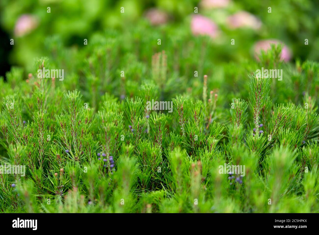 Pinus hi-res stock photography and images - Alamy