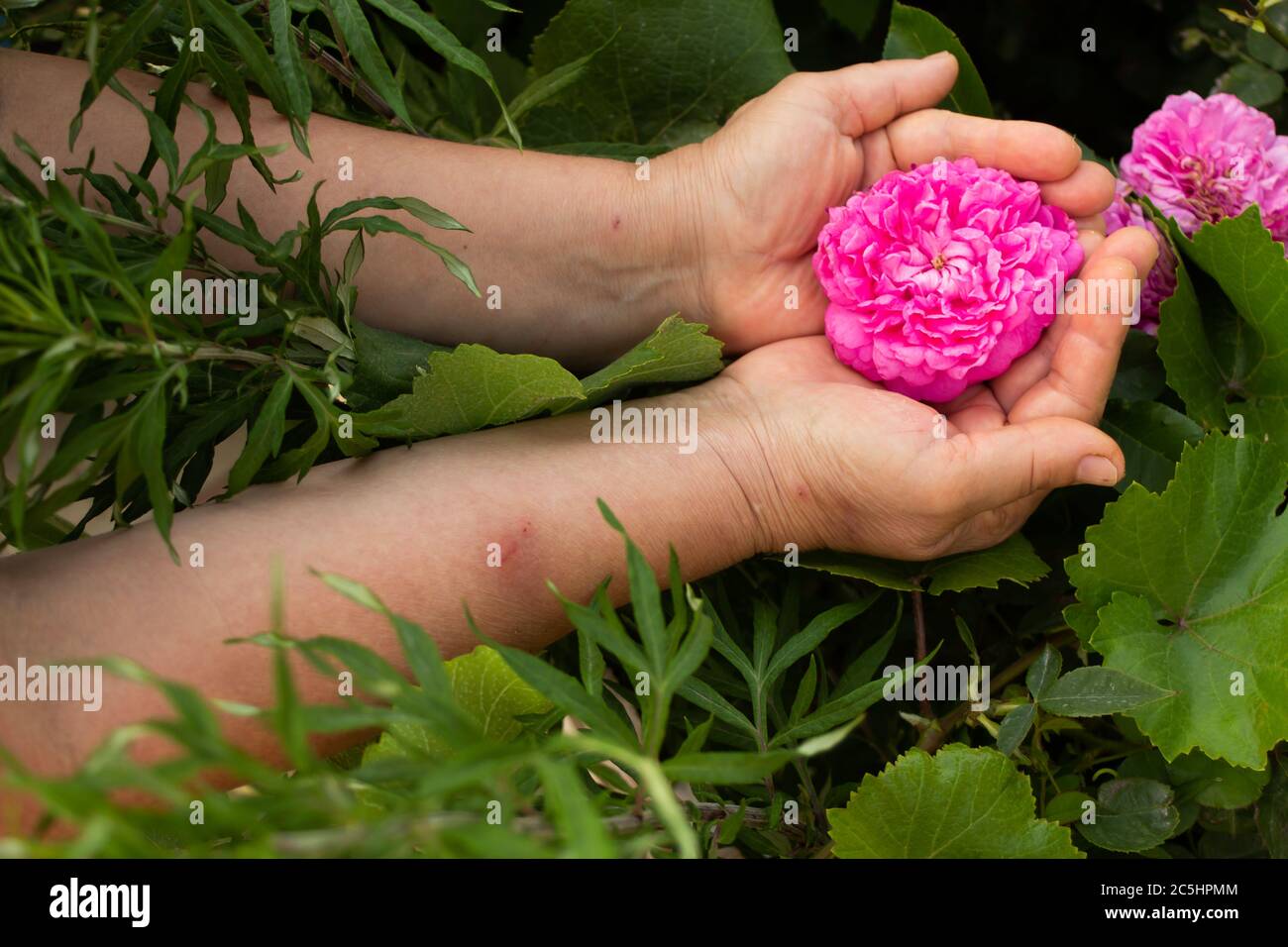 Hands holding rose hi-res stock photography and images - Alamy