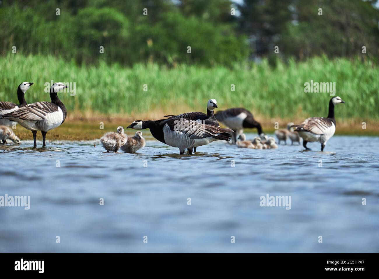 Barnacle geese with chicks nest on the shores of a lake in Finland ...