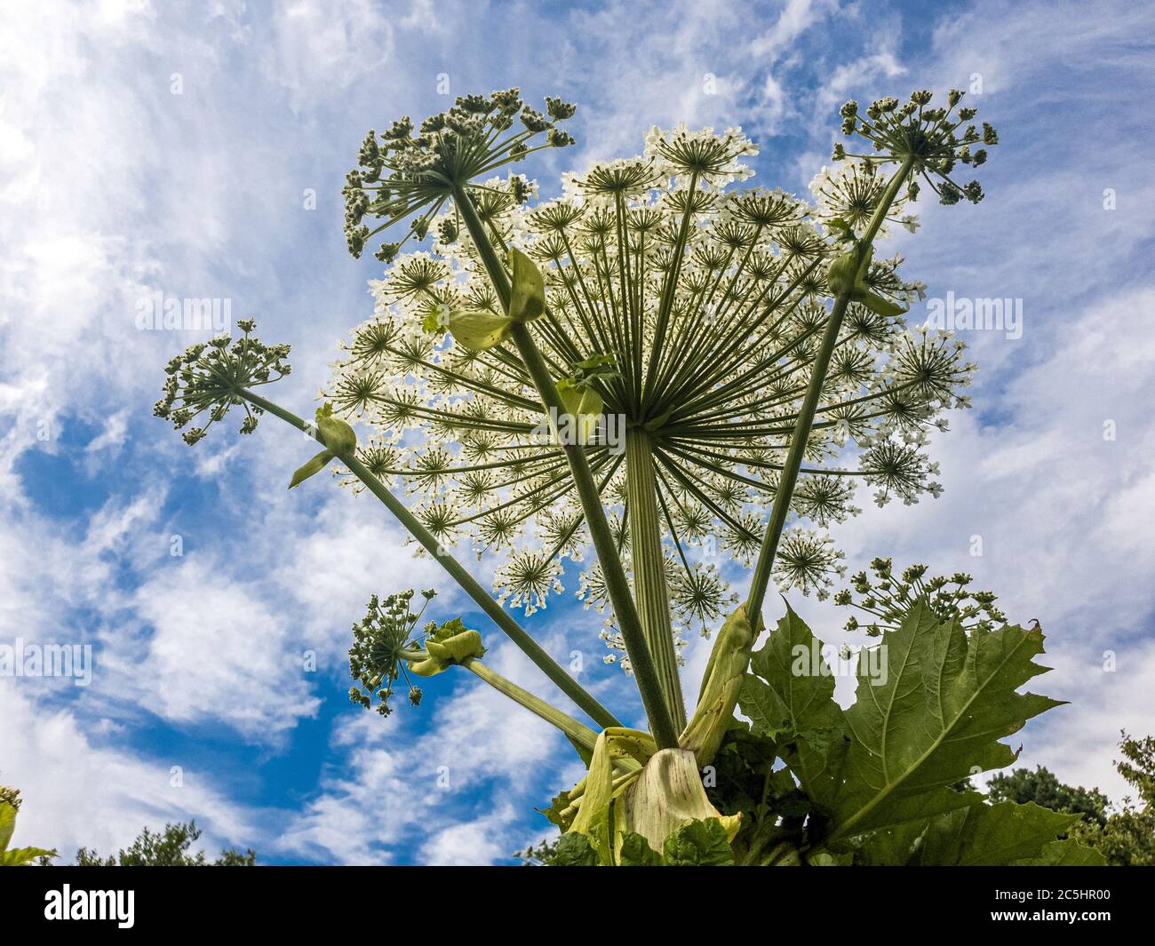 Weed Plant Tumblr Photography