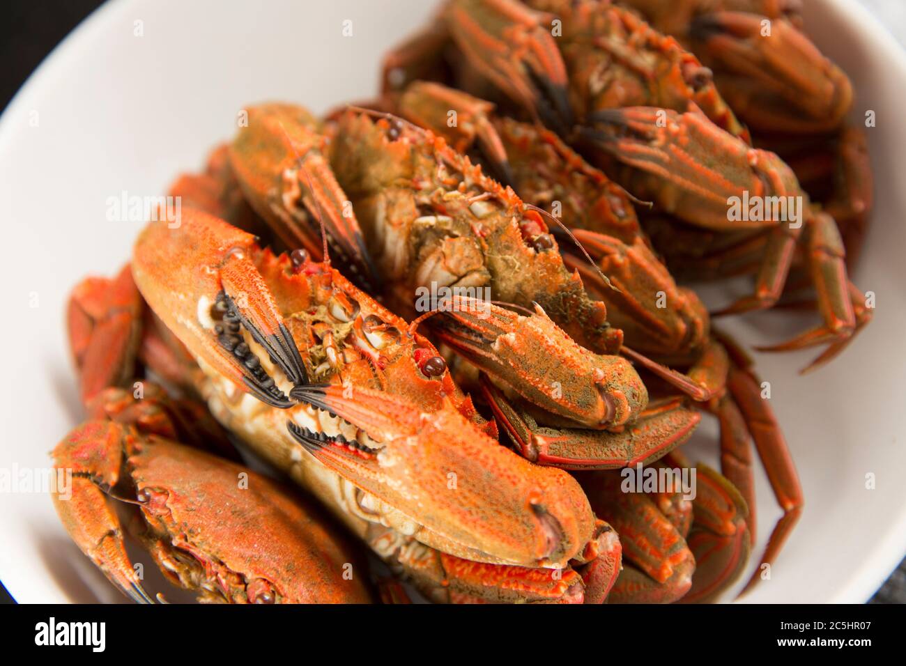 Boiled, cooked velvet swimming crabs, Necora puber, on a white plate. Although not widely ...