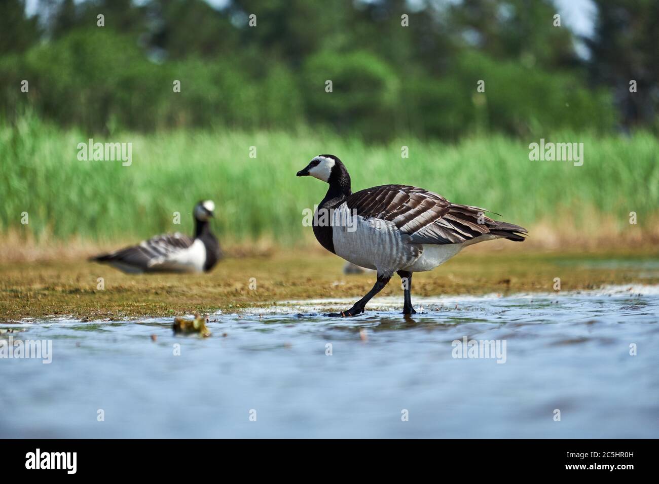 Barnacle geese with chicks nest on the shores of a lake in Finland ...