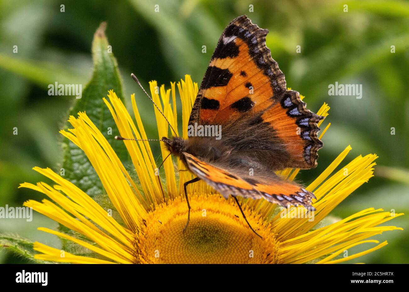 Small tortoiseshell butterfly side hi-res stock photography and images ...